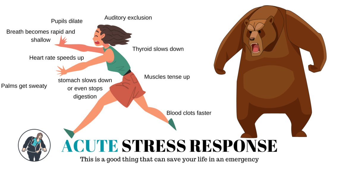 Can You Gain Fat From Stress? | MD Diet